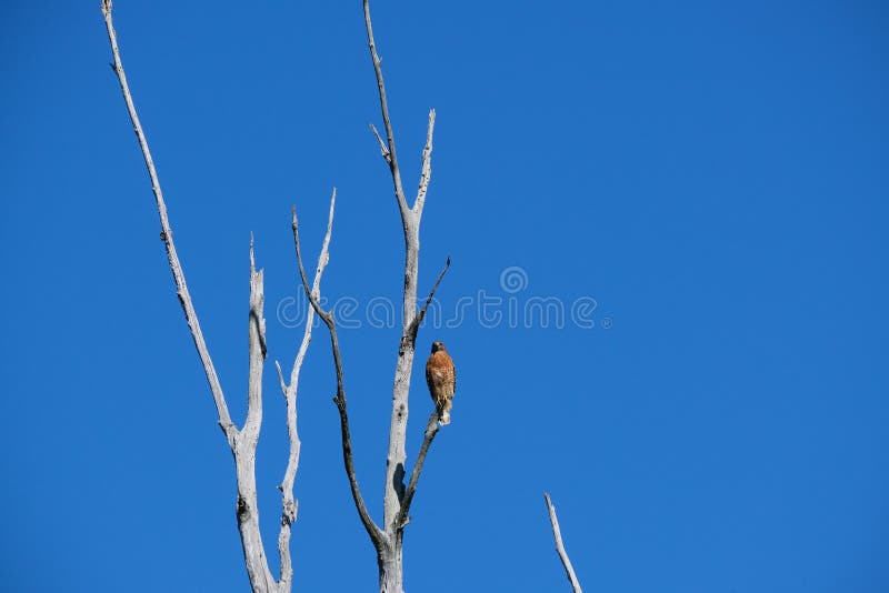 Hawk in Tree Horizontal stock photo. Image of outdoor - 163468086