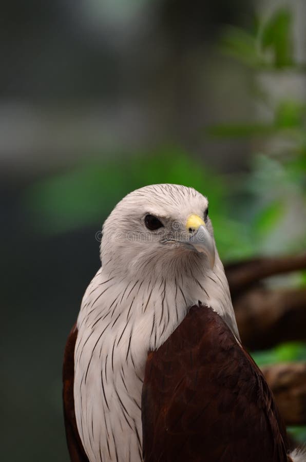 Hawk stock image. Image of wing, nature, animal, bird - 42501805