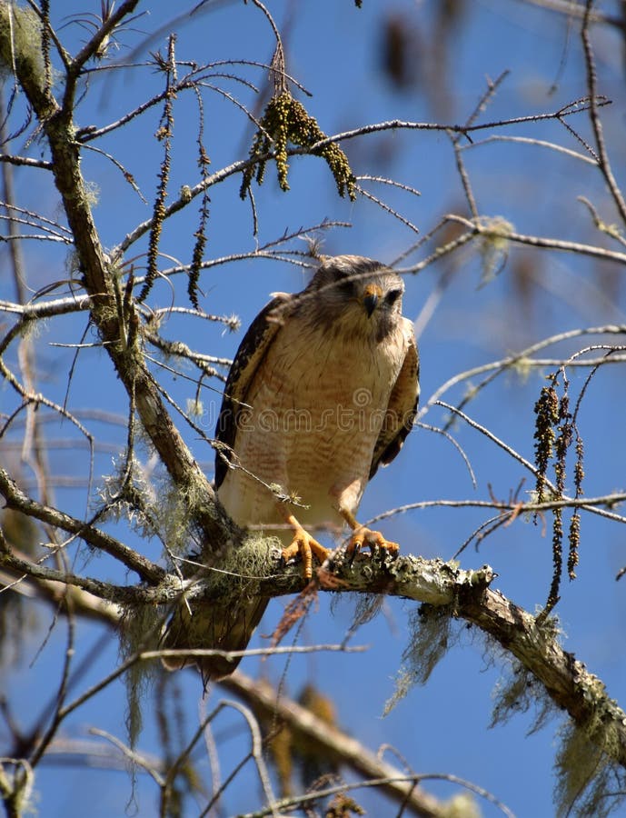 Hawk in a tree stock photo. Image of tree, wildlife - 210615340