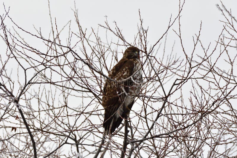 A Hawk on Tree Top stock image. Image of blue, travel - 107410259