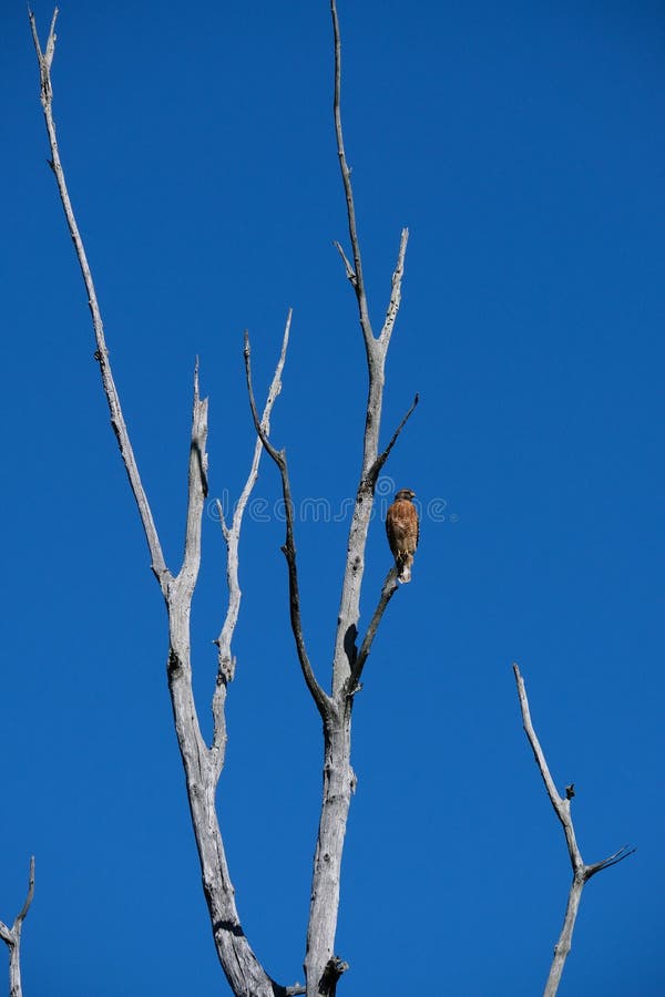 Hawk in Tree Vertical stock photo. Image of hawk, animal - 163400640