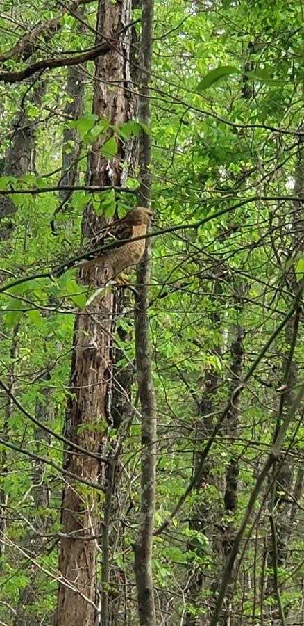 Hawk in the trees stock photo. Image of jungle, wilderness - 199084020