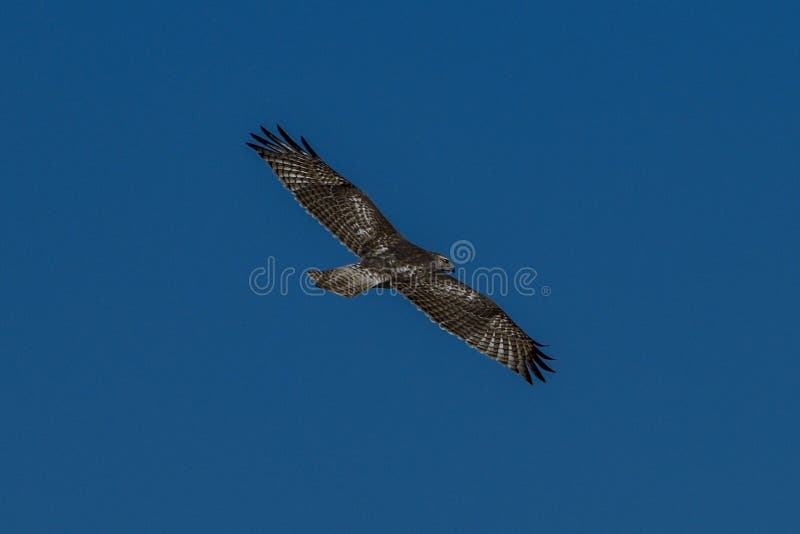 Hawk Turning in the Sky #3 stock image. Image of sunlight - 160675259