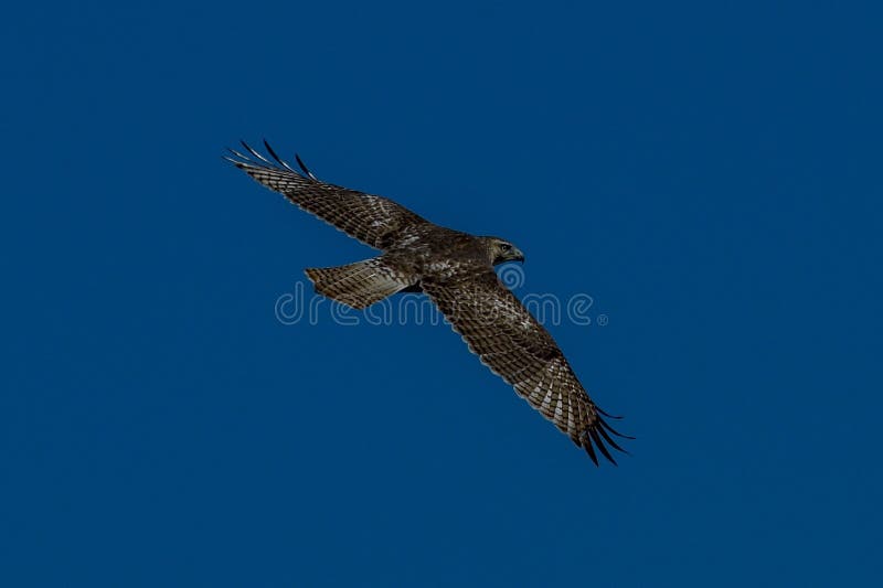 Hawk Turning in the Sky #4 stock image. Image of fall - 160675285