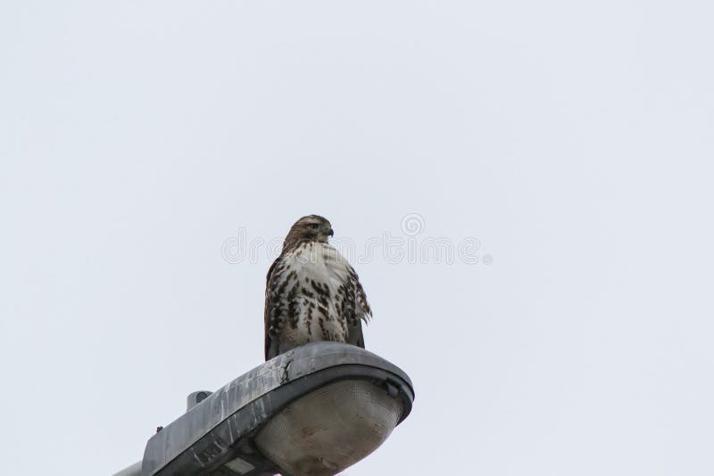 Hawk stock photo. Image of marauder, bird, predator, hawk - 48111000