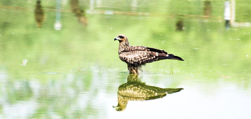 A Hawk Bird S Shadow in the Water Stock Image - Image of prey, birding ...