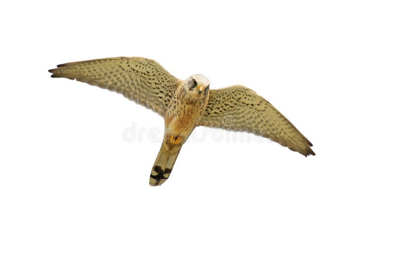 Hawk on white stock photo. Image of eagle, ferruginous - 12579890