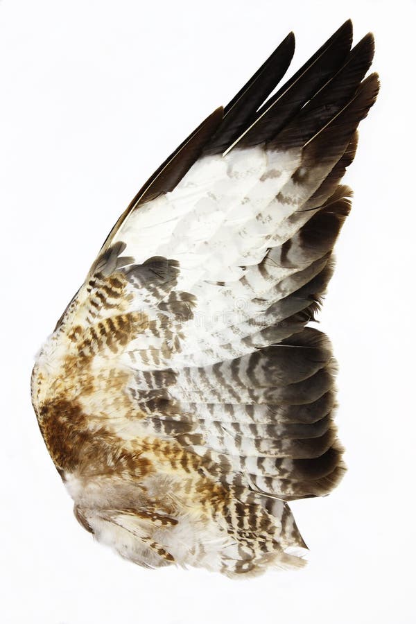 Hawk Wing stock photo. Image of banding, feather, avian - 13761356