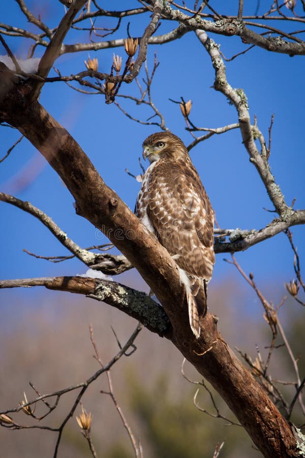 Hawk in Winter Poplar stock image. Image of ridge, bird - 69724665