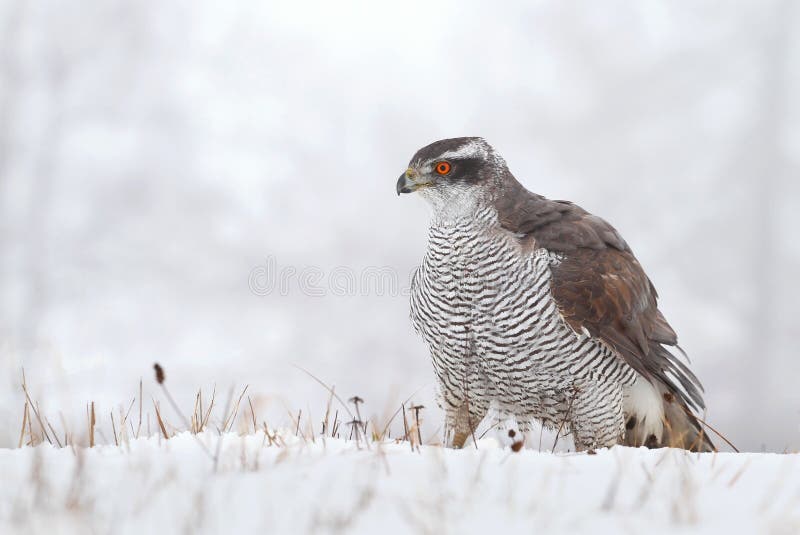 Hawk in winter stock image. Image of killer, predator - 65224695