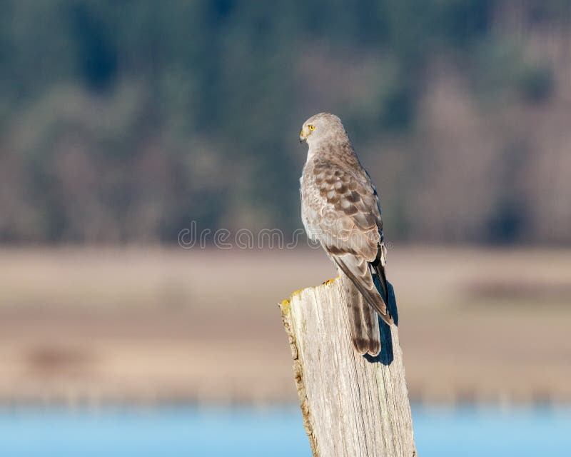 Hawk on wooden post stock photo. Image of area, nature - 102372924