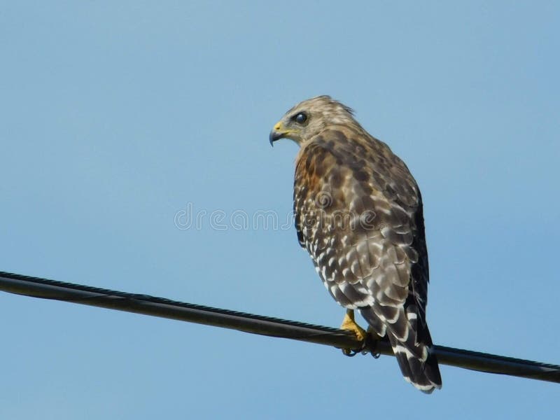 Hawk stock photo. Image of nature, outdoors, hawk, animal - 113749860