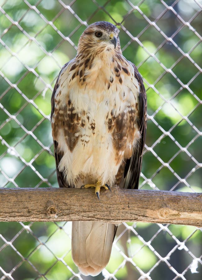 Hawk in zoo stock photo. Image of hawk, fierce, looking - 95215972