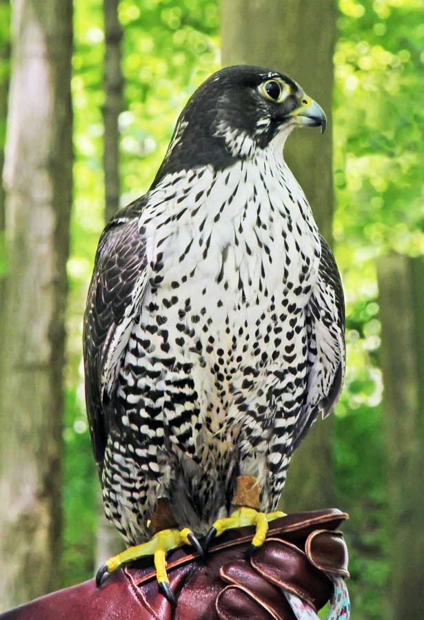 Hawk in the Zoo stock image. Image of predator, canada - 42169747