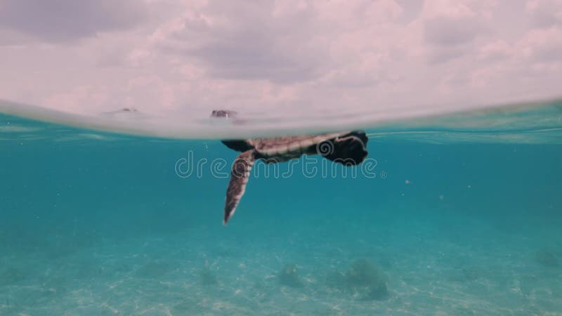 Hawkbill Sea Turtle Hatchling Stock Video - Video of seas, wildlife ...