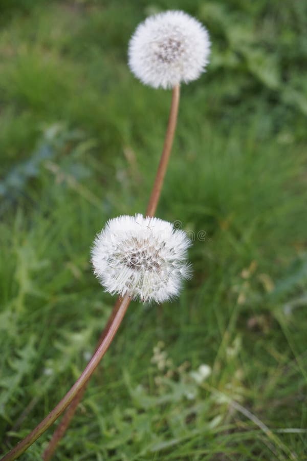 Hawkbit stock photo. Image of tree, colored, november - 46558714