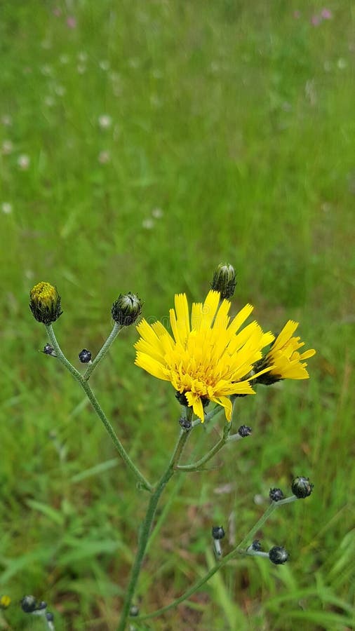 Hawkbit stock image. Image of hawkbit, grass, yellow - 96798399