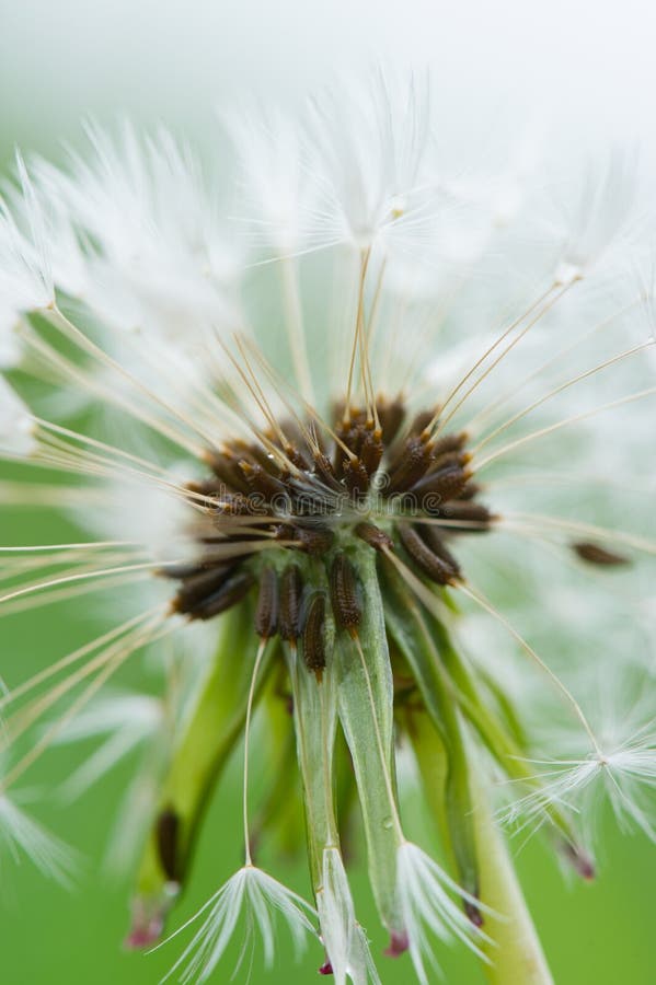 Hawkbit in seed stock photo. Image of pasture, meadow - 29112490