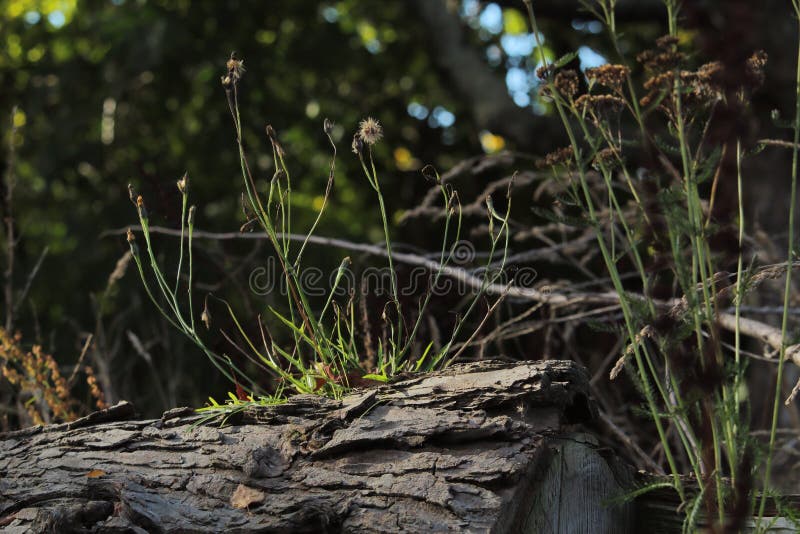 Hawkbit Weed Growing from Log Stock Photo - Image of branch, forest ...