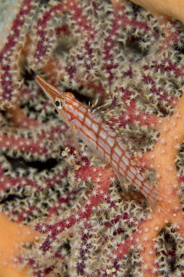 Hawkfish au nez long image stock. Image du colonies, poissons - 8721423