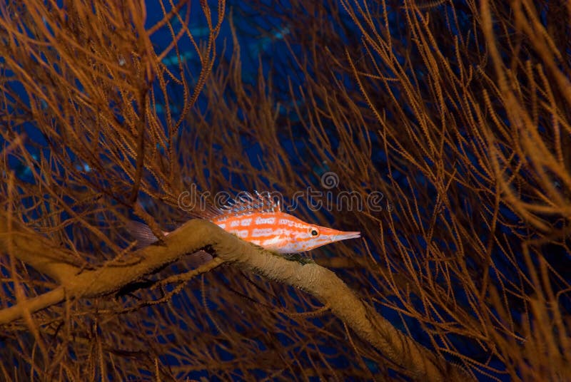 Hawkfish Au Nez Long (typus D'oxycirrhites) Photo stock - Image du ...