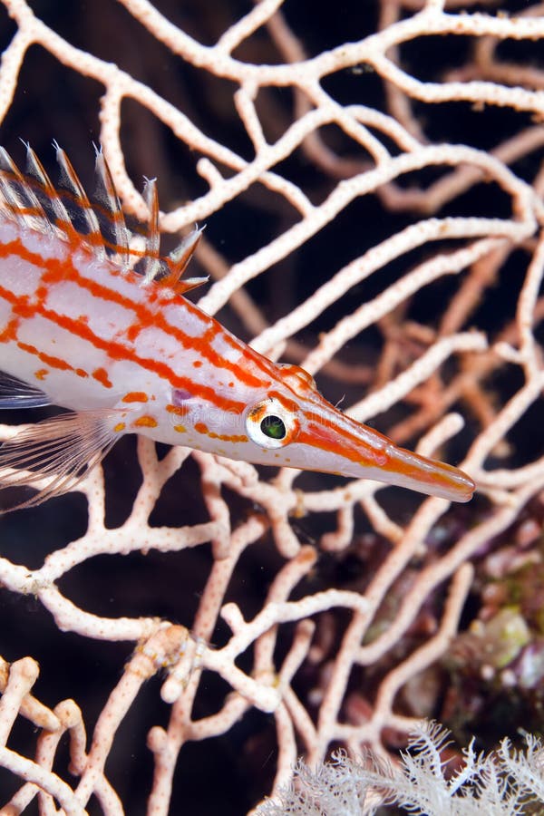 Hawkfish Au Nez Long (typus D'oxycirrhites). Photo stock - Image du ...