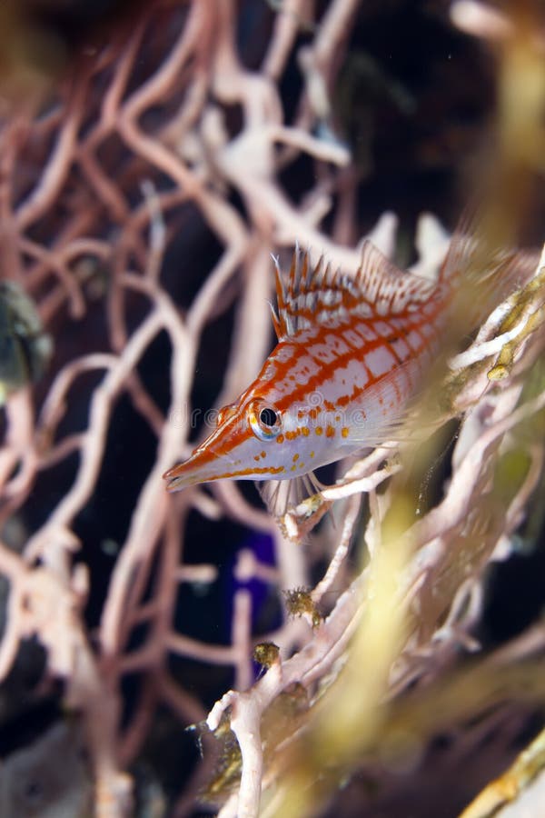 Hawkfish Au Nez Long (typus D'oxycirrhites) En Mer Rouge De De. Photo ...