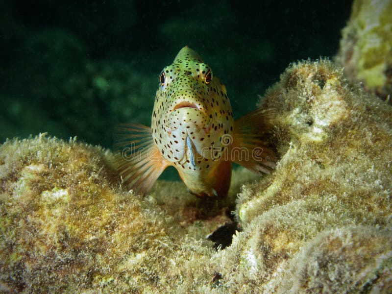 Hawkfish front view stock image. Image of ocean, snorkeler - 19991885