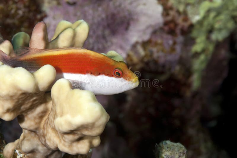 Hawkfish pecoso foto de archivo. Imagen de lago, salto - 12113154