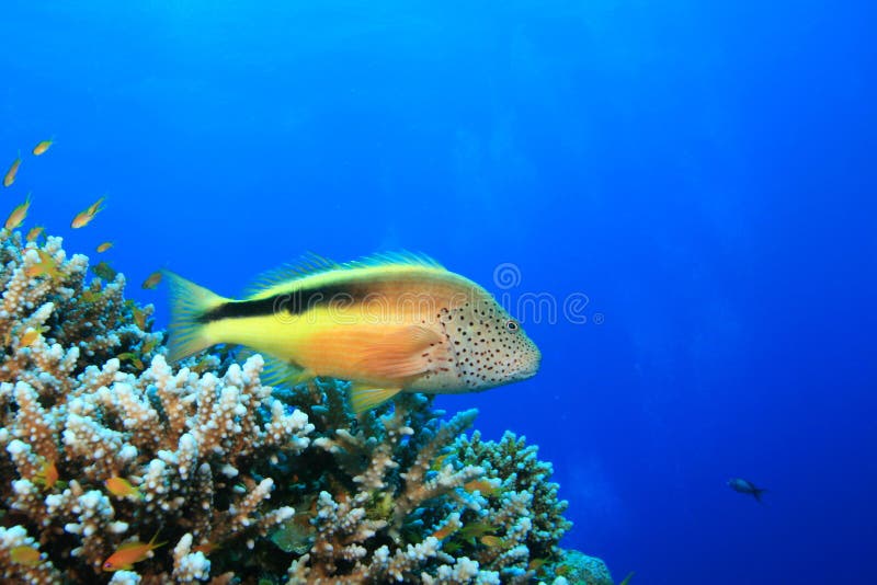 Hawkfish pecoso imagen de archivo. Imagen de travieso - 13933199