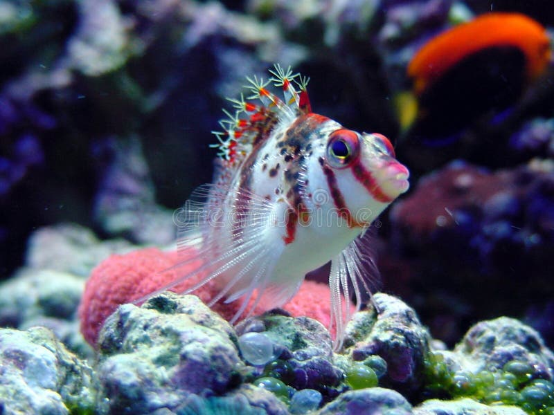 Falco Hawkfish stock image. Image of ocean, cirrhitichthys - 43139513