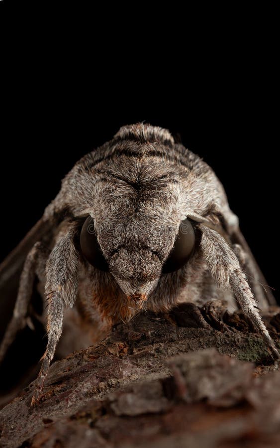 Hawkmoth en face portrait stock image. Image of agrius - 308913155