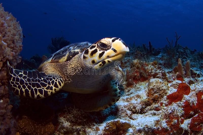 Hawks Bill Sea Turtle stock image. Image of undersea, underwater - 7162837