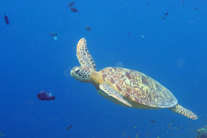 Hawks bill Turtle stock photo. Image of travel, hide, fish - 6848620