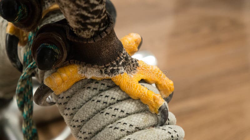 Hawk Claw stock photo. Image of wildlife, beak, close - 1576856