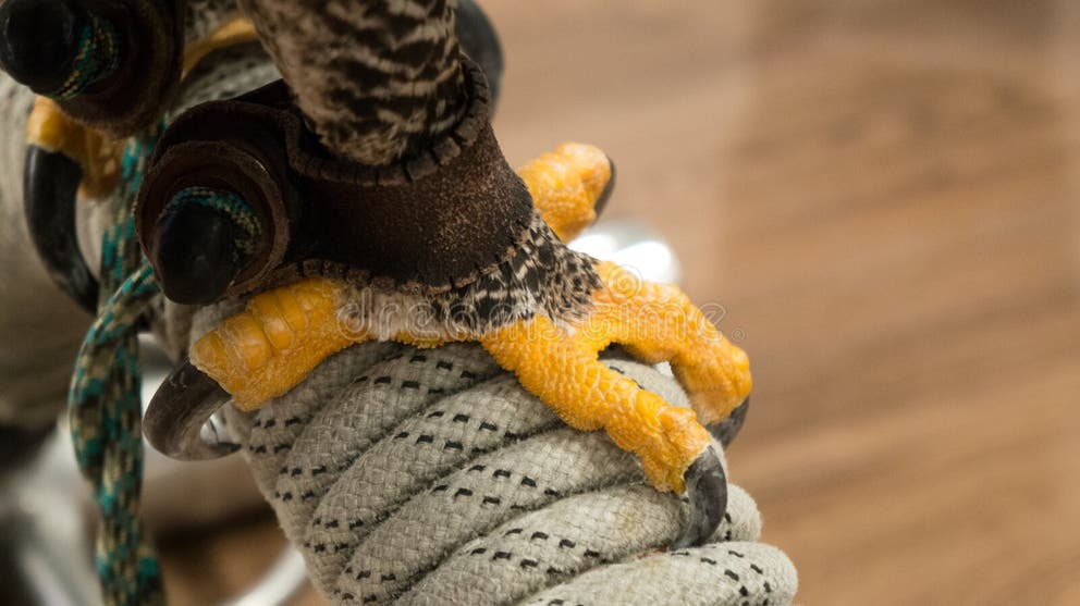 Hawks claw. stock image. Image of tailed, hawk, wild - 69078627