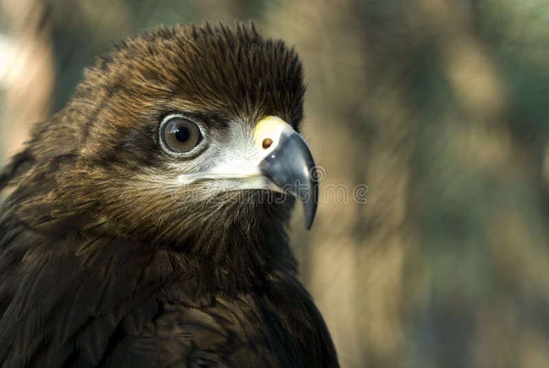 Hawks face stock image. Image of symbol, staring, endangered - 31908067