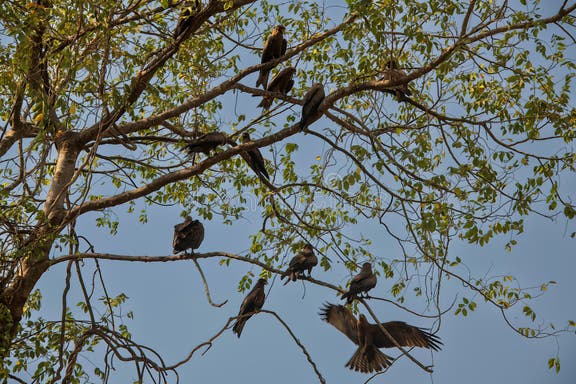 Hawks gathering on a tree stock photo. Image of outdoor - 303607078