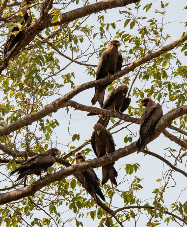 Hawks gathering on a tree stock photo. Image of avian - 303607202
