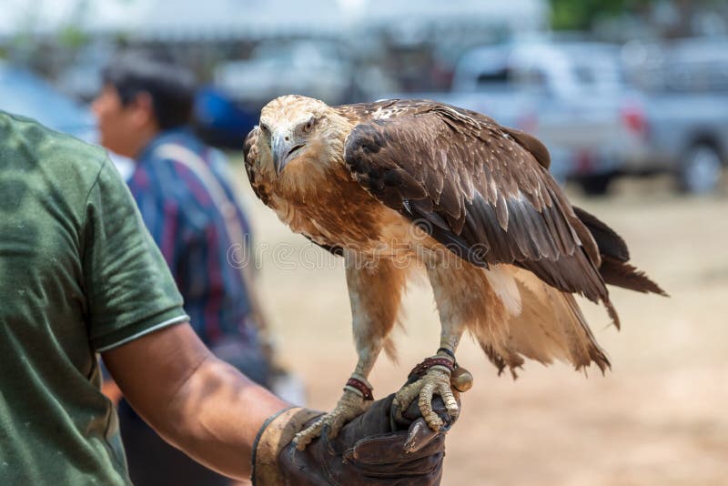 The Hawks on Hand for Show in Public Park ,and Training Stock Photo ...