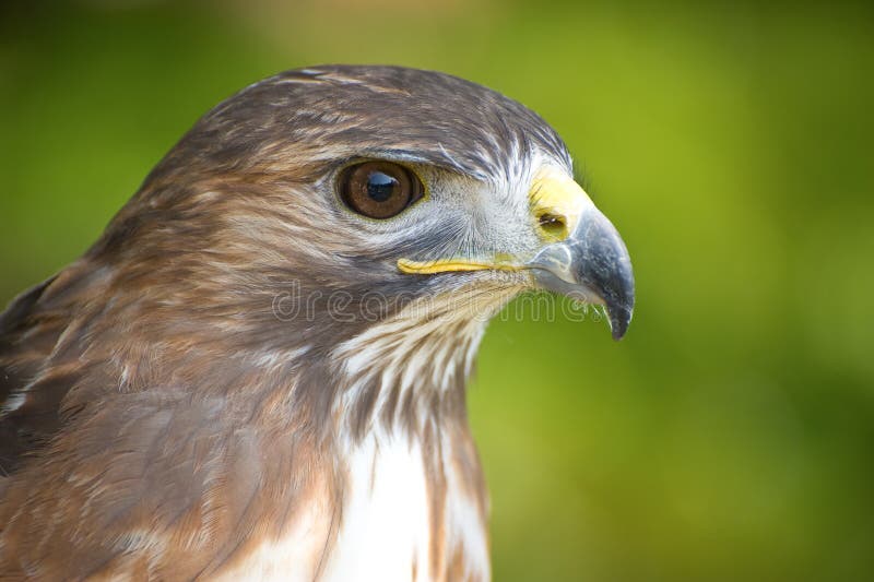 Hawks head stock photo. Image of hunter, everglades, rookery - 19446450