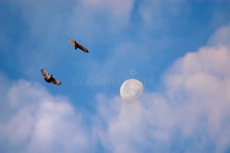 Hawk and moon stock image. Image of searching, animal - 4554819