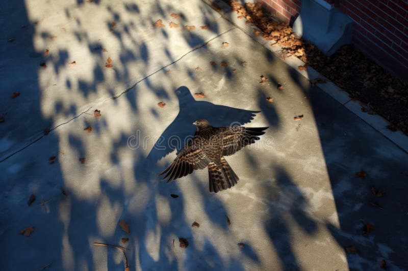 Hawks Shadow Cast on the Ground As it Hunts from Above Stock ...