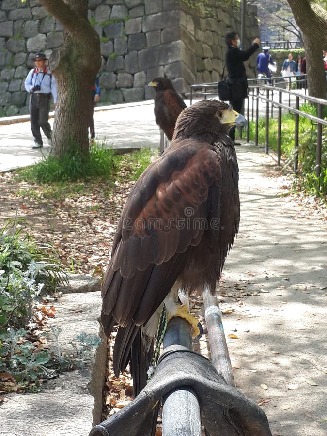 Hawks stock photo. Image of standing, showing, show, birds - 56515404