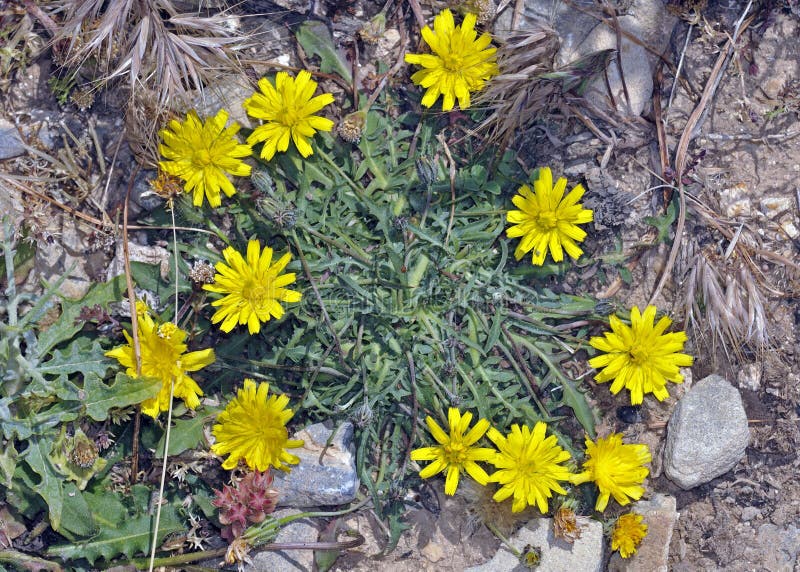 Hawksbeard Crepis Ssp., Crete Stock Photo - Image of nature, colorful ...