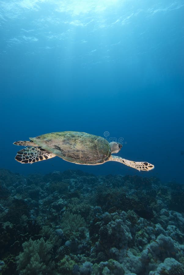 Sea Turtles Vertical Stock Photos - Free & Royalty-Free Stock Photos ...