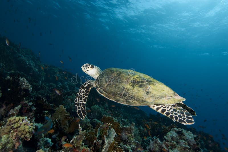 Hawksbill Sea Turtle stock photo. Image of horizontal - 12661726