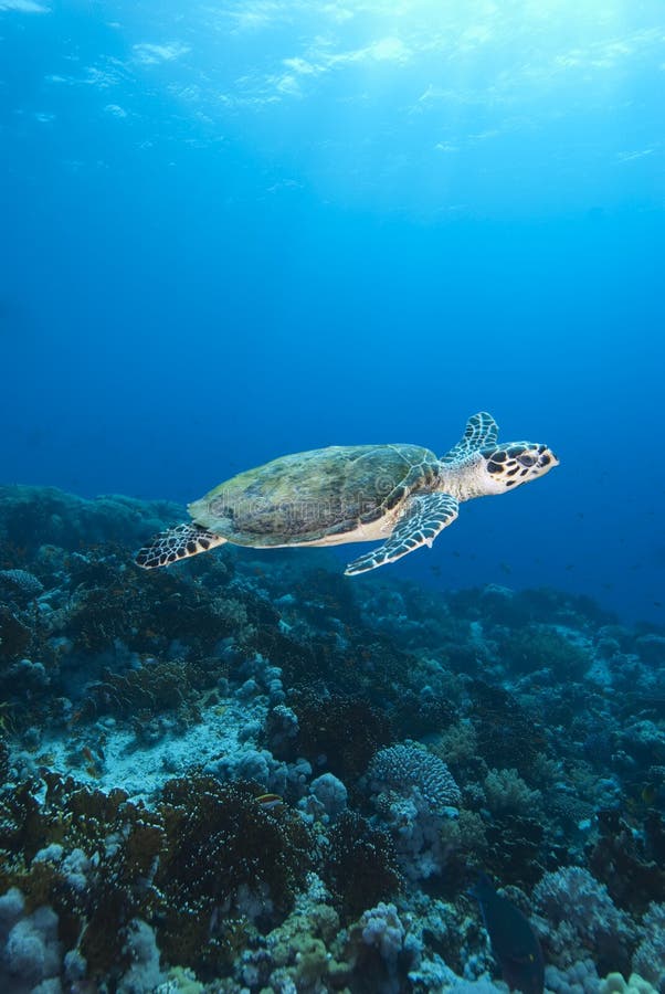 1+ Sea turtle vertical Free Stock Photos - StockFreeImages