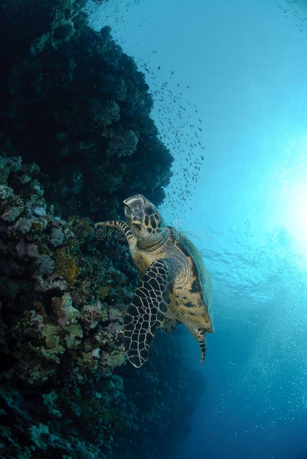Hawksbill Sea Turtle stock image. Image of nature, endangered - 16636917