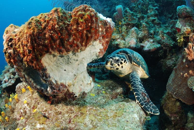 Hawksbill sea turtle stock image. Image of swimming, animal - 22631833